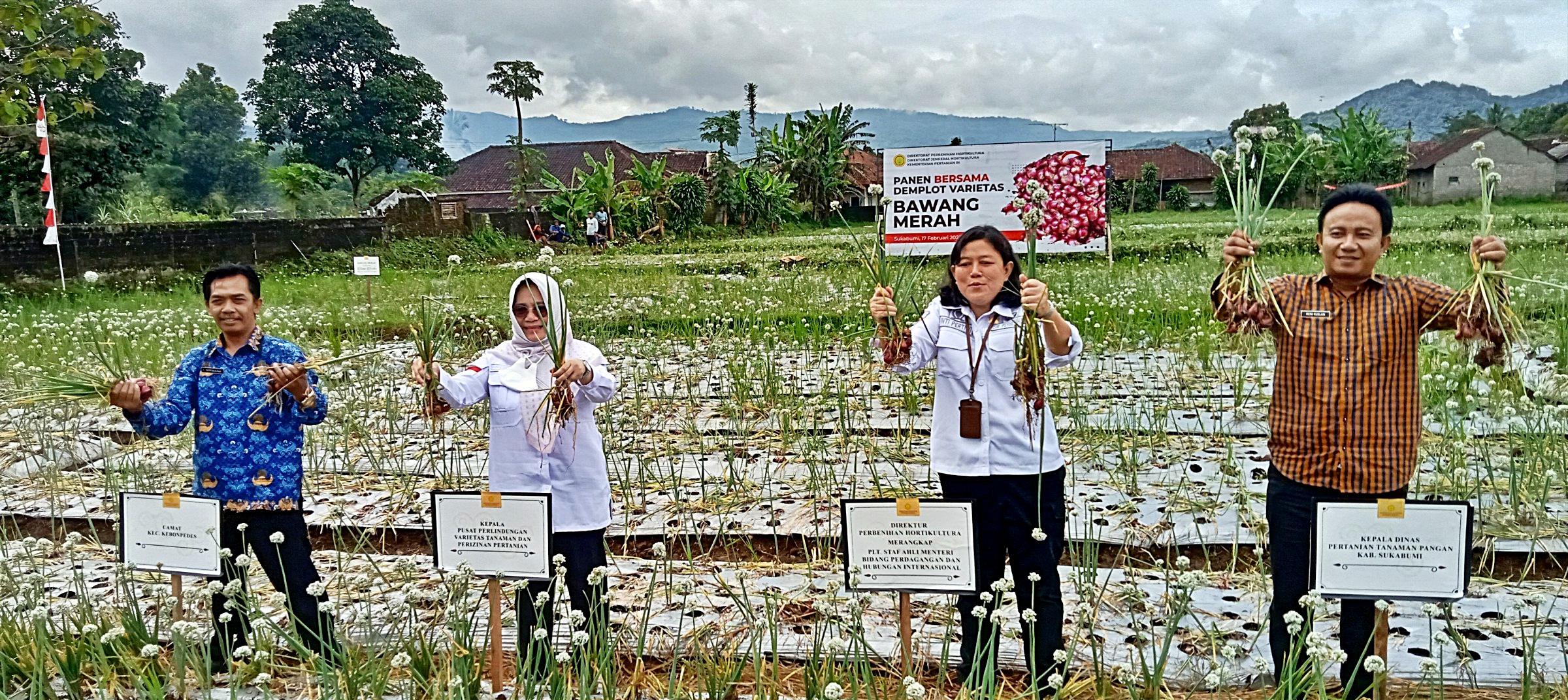 Kementan RI Panen Bersama Demplot Varietas Bawang Merah di Kabupaten ...